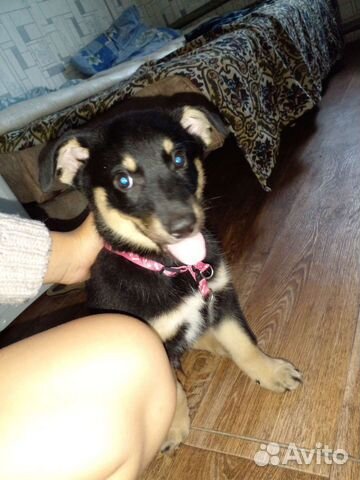 Щенки немецкой овчарки бесплатно