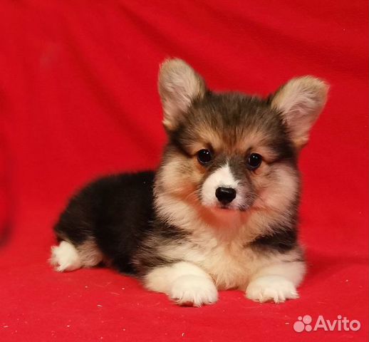 Вельш корги пемброк - девочка. Флаффи