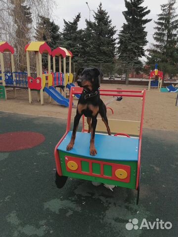 Доберман вязка