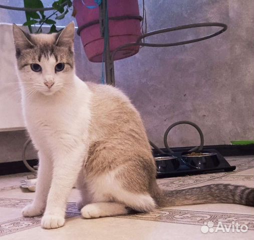 Голубоглазая Лили ищет дом