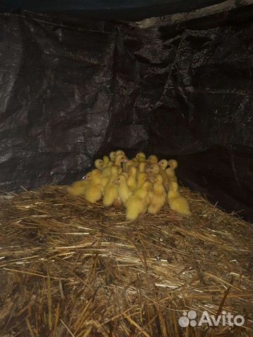 Мускусные утята индоутки