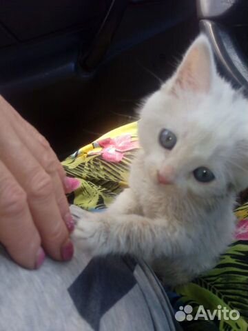 Крошечный белый котенок ищет дом