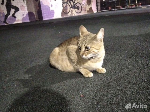 Кошка потеряшка