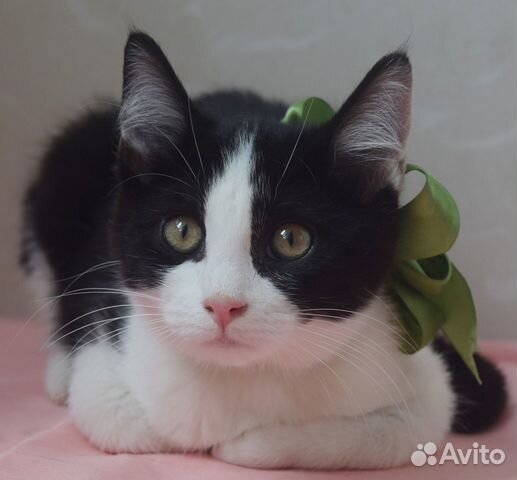 Котенок