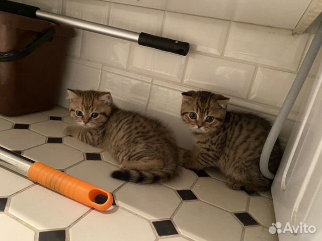 Британские котята