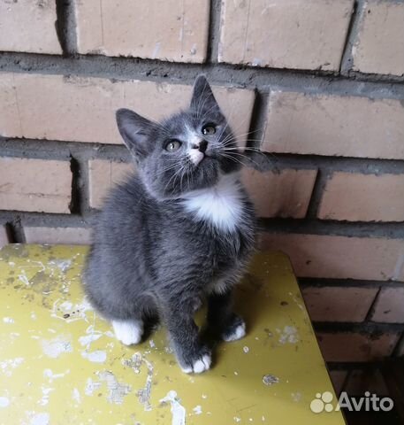 Малышка Фея в добрые руки