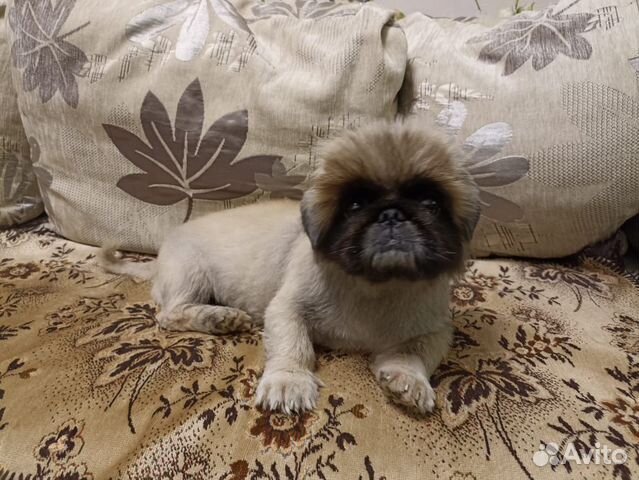 Отдам в добрые руки