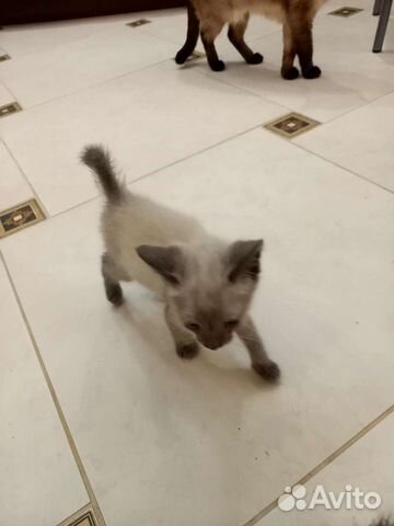 Котята в дар