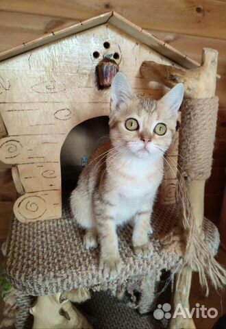 Хороший мальчишка