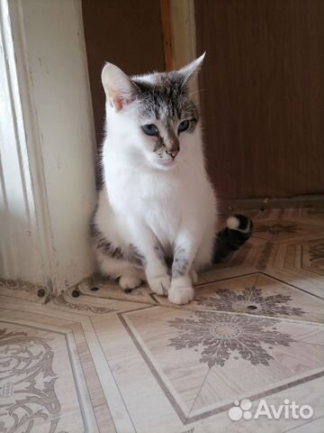 Чудесная ласковая Кошка в дар