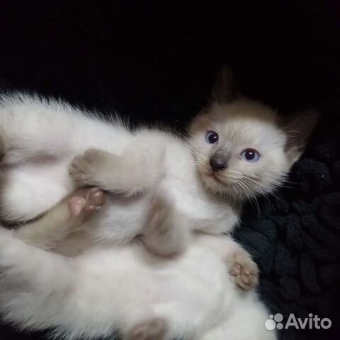 Тайские котята