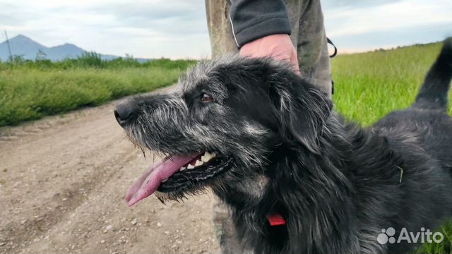 Собака во двор частного дома