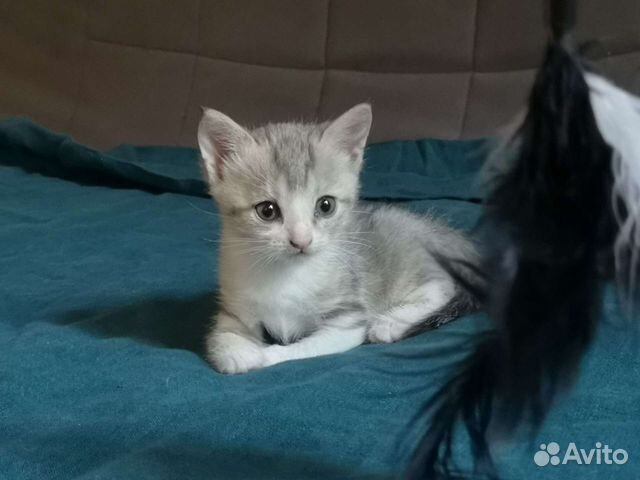 Котенок мальчик