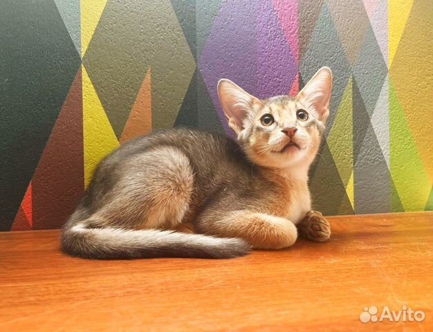 Кошечка Чаузи Ф2 (возраст - 2,5 месяца) - продажа