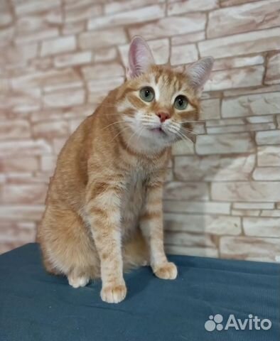 Котик Чипс в добрые руки