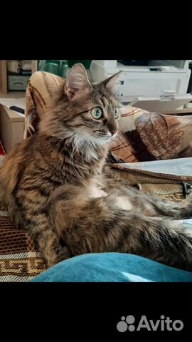 Отдам кошек/котов для их лучшей жизни