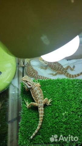 Бородатая агама Лезербек (Leatherback)