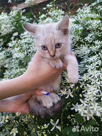 Котята отдам бесплатно