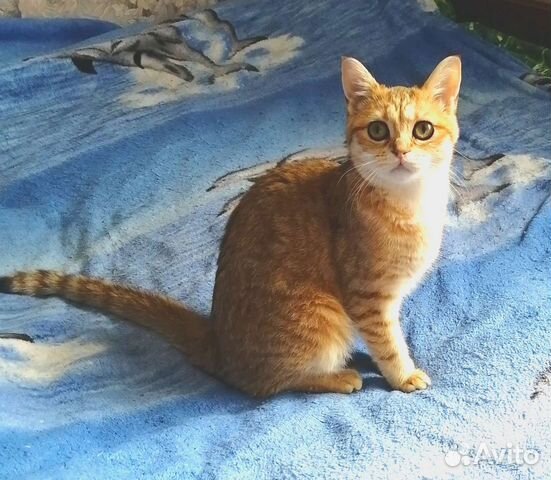 Шотландская кошка