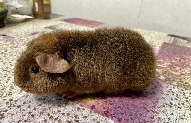 Американский тедди, самки