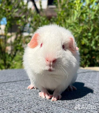 Морская свинка Английский селф (самочка)