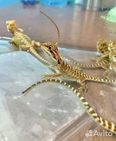 Бородатая агама малыши (Отправка в регионы)
