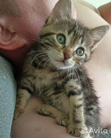 Чудесный котёнок ищет дом