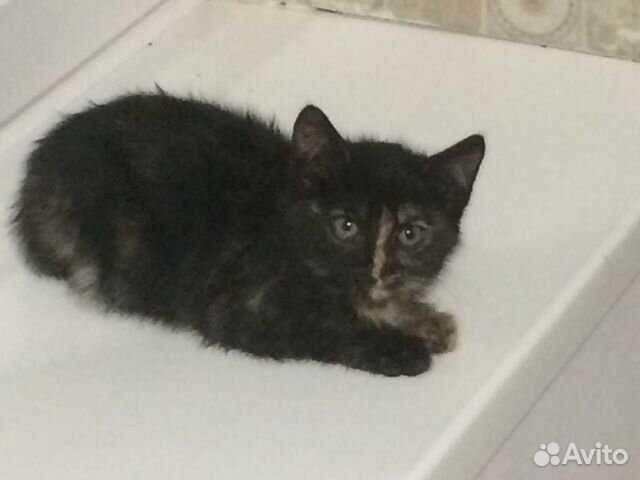 Трехцветный котенок девочка