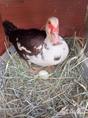 Индоутка 1,5года несётся и петушок 1год