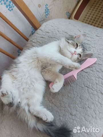 Котёнок ищит хозяев