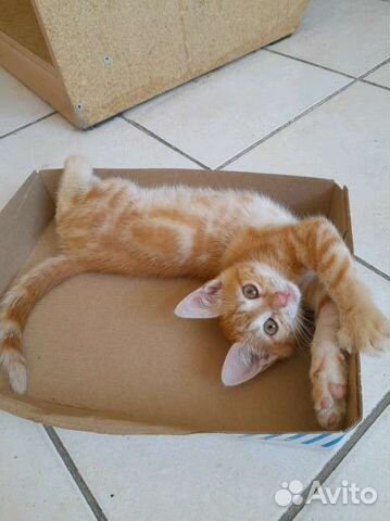 Милая и умная кошечка, котёночек
