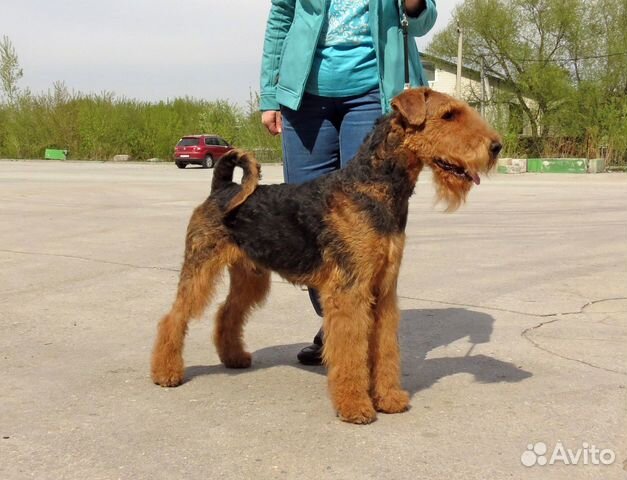Щенки эрдельтерьера