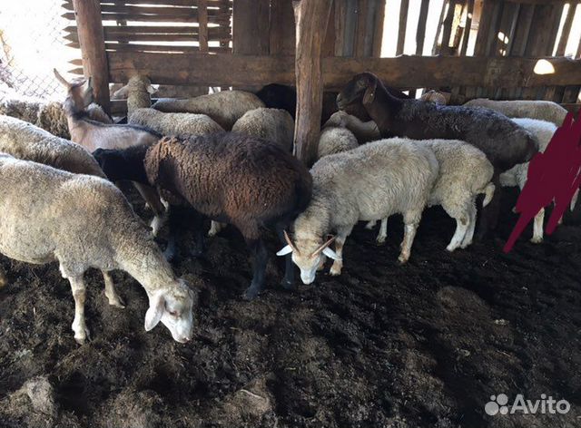 Продаю овец И козла