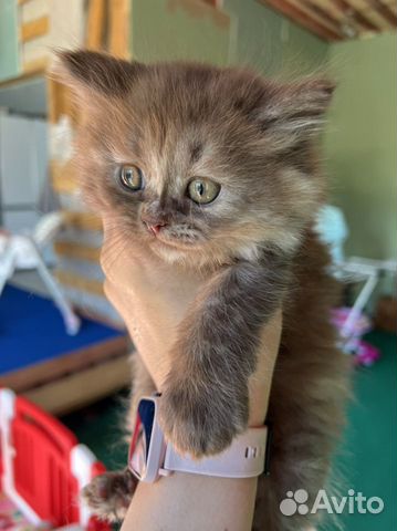 Британские котята