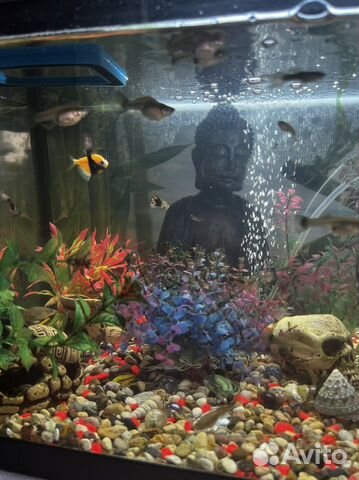 Аквариумные рыбки гуппи