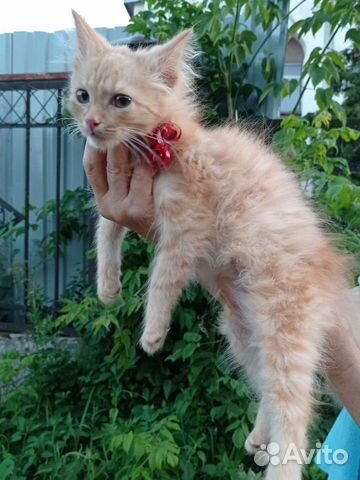 Метис шотладской кошки