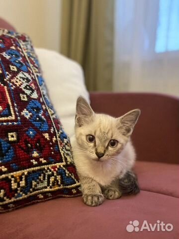 Котенок