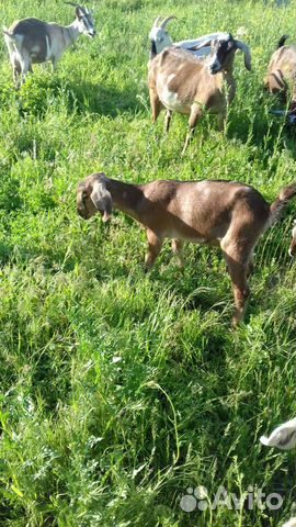 Козлята 2 месяца породистые