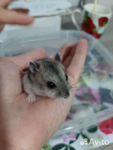 Джунгарский хомяк