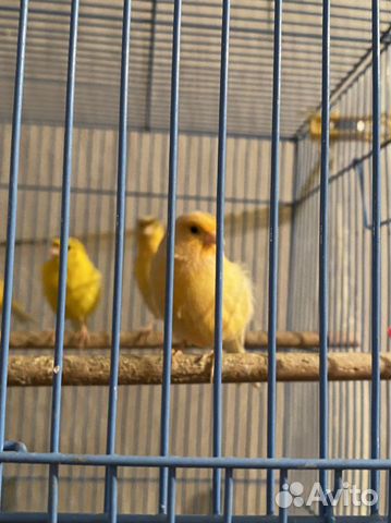 Кенара и канарейки