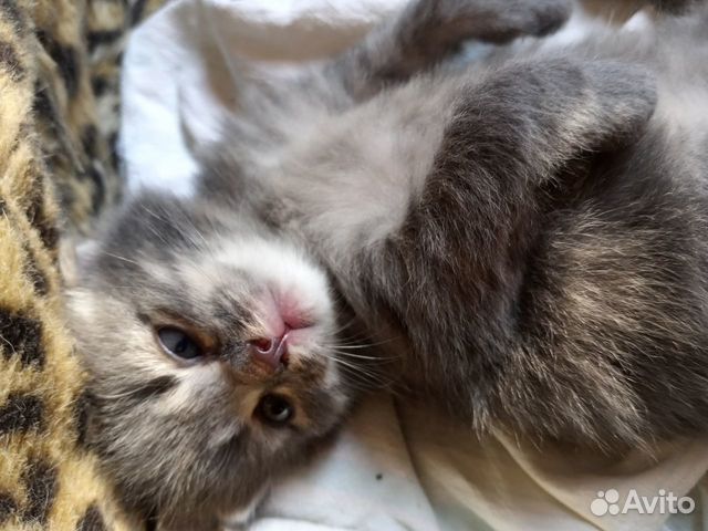 Котёнок серый полосатый