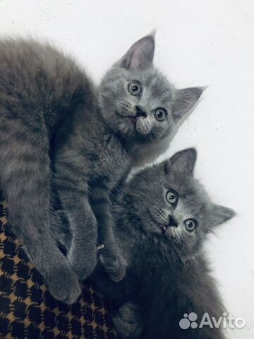 Британские котята