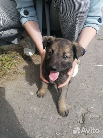 Щенки бесплатно