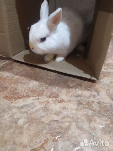 Отдам даром кролик гремлин