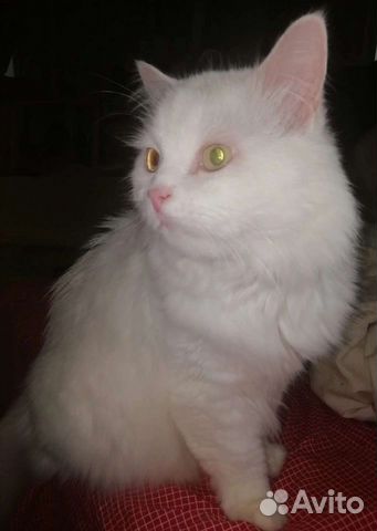 Соник в добрые руки