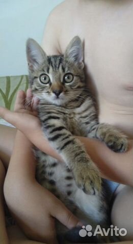 Котёнок шпротик Малыш 3 месяца в дар