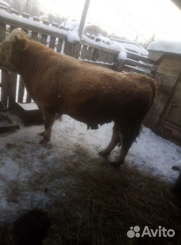 Бык на мясо