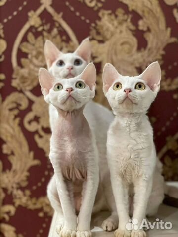 Девон-рексот малого до взрослых