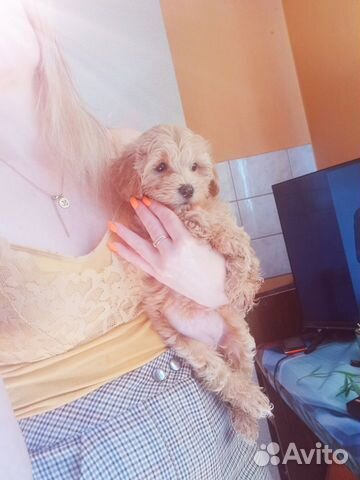 Сказочная мальтипу