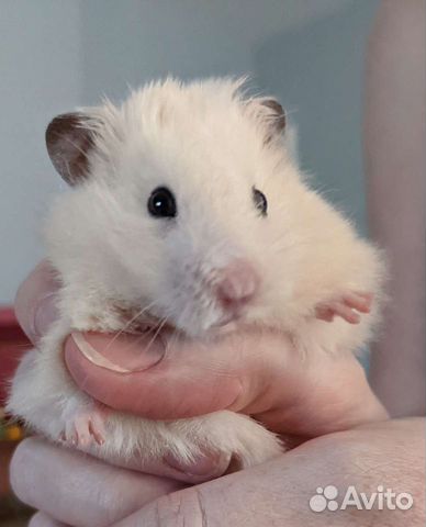 Сирийский хомячок